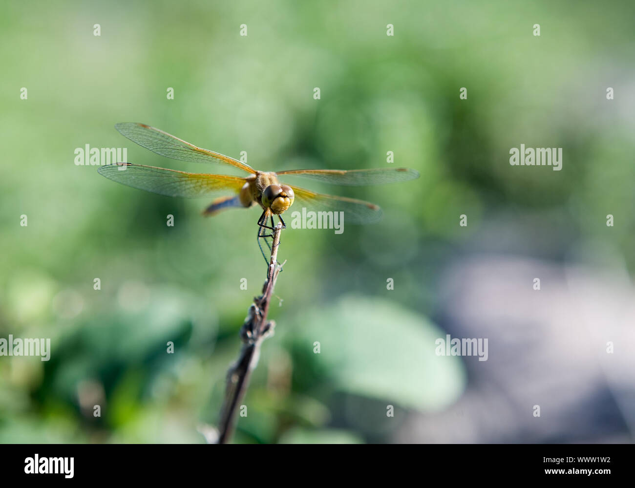 Dragon and damsel hi-res stock photography and images - Alamy