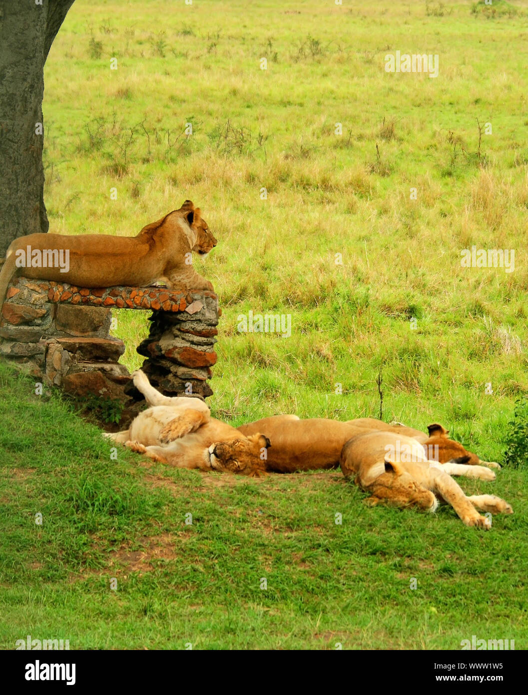 Lion family sleeping hi-res stock photography and images - Alamy