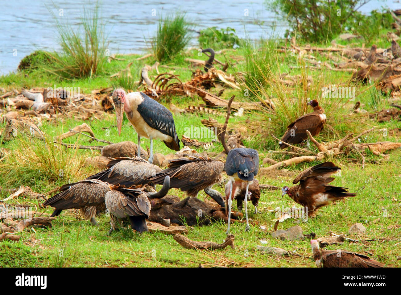 Stork eating south africa hi-res stock photography and images - Alamy