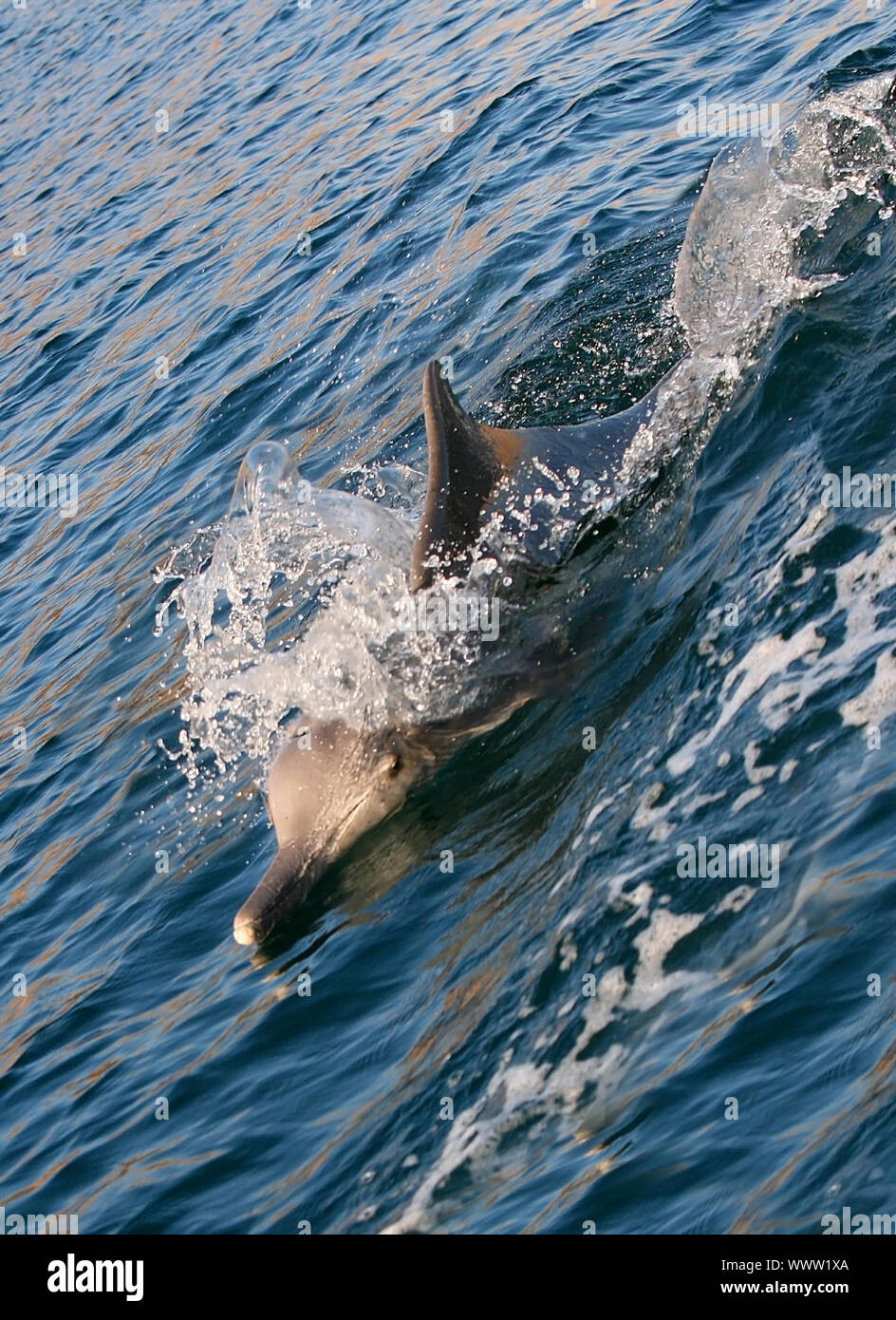 Dolphin clean hi-res stock photography and images - Alamy