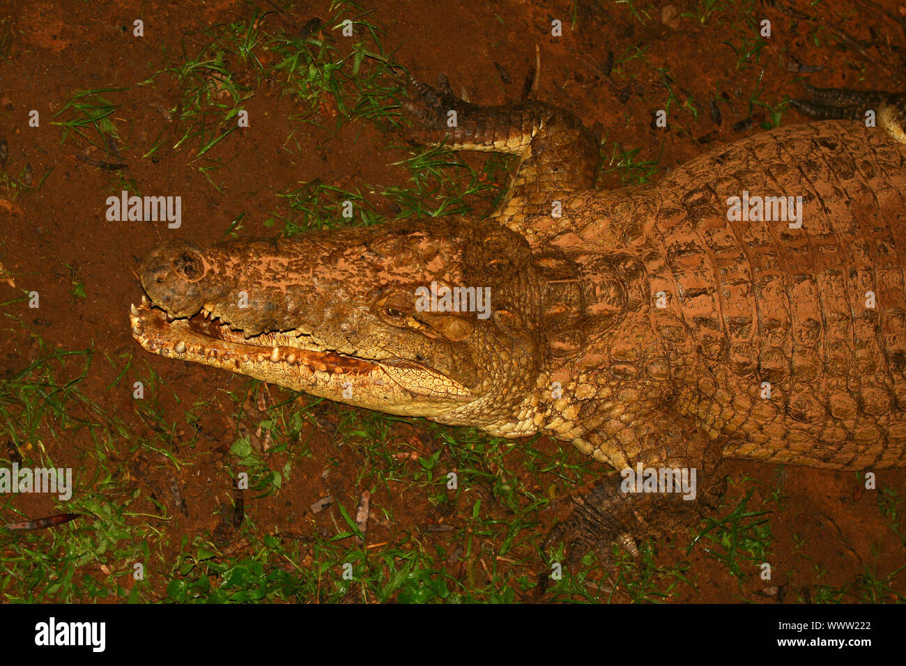 Crocodile scale hi-res stock photography and images - Alamy