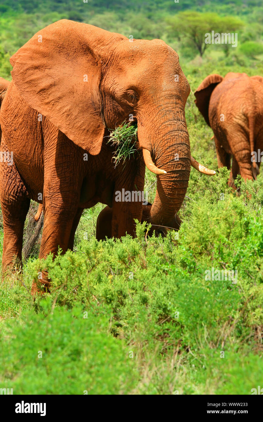 African forest elephant hi-res stock photography and images - Alamy