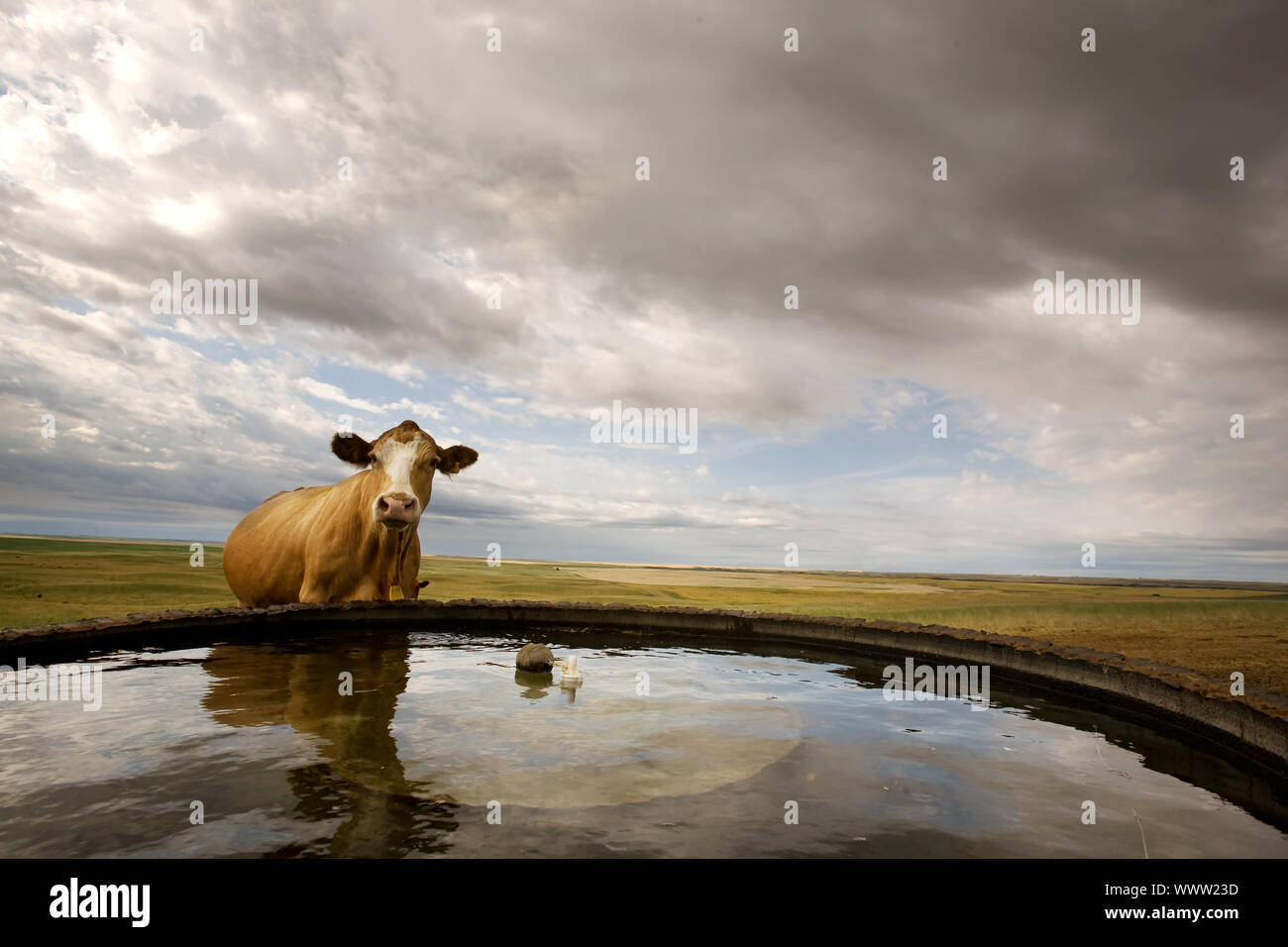 Ranch watering hole hi-res stock photography and images - Alamy