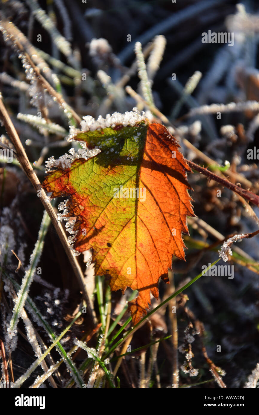 Leaf in winter Stock Photo - Alamy
