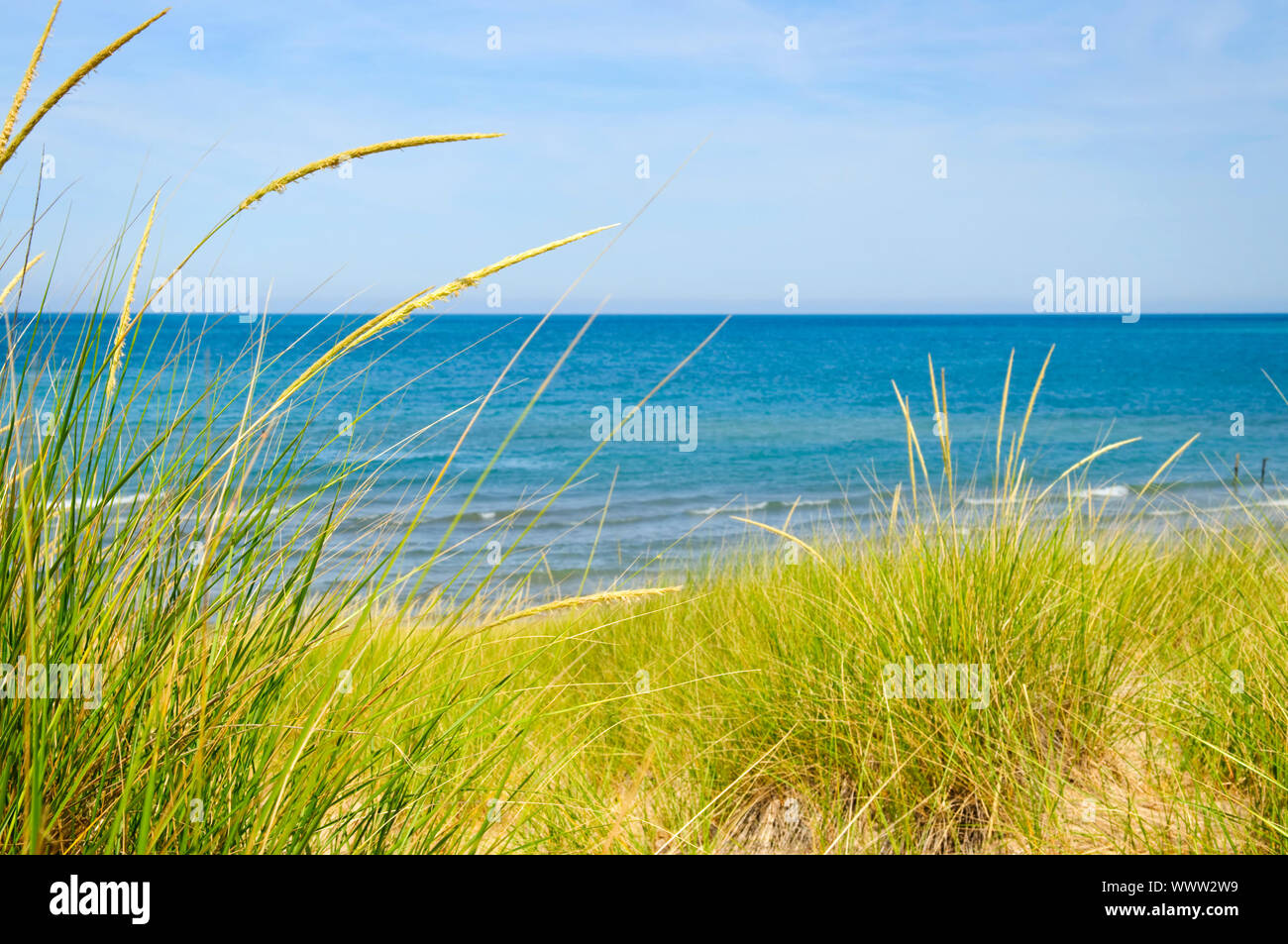 Grass on sand dunes at beach. Pinery provincial park, Ontario Canada ...