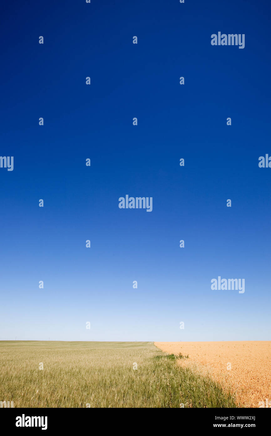 Wheat and Peas Contrast Stock Photo - Alamy