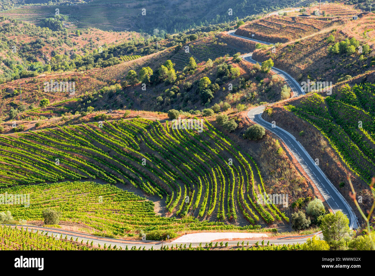 Vineyards and vine n the hills of the Montsant county, Spain Stock ...