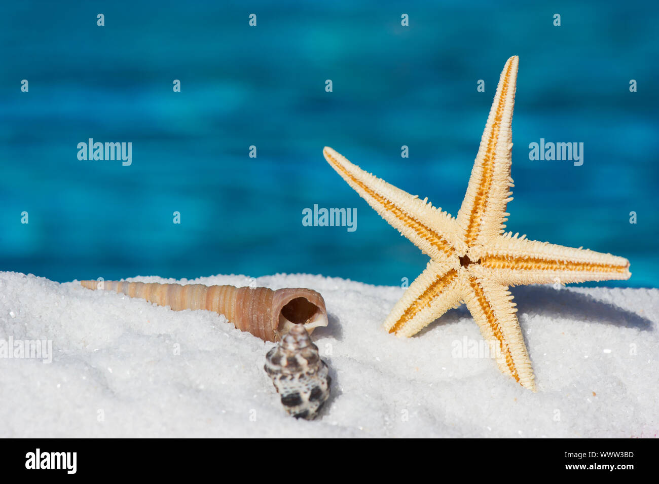 Shells and sea star with sand near swimming pool Stock Photo - Alamy