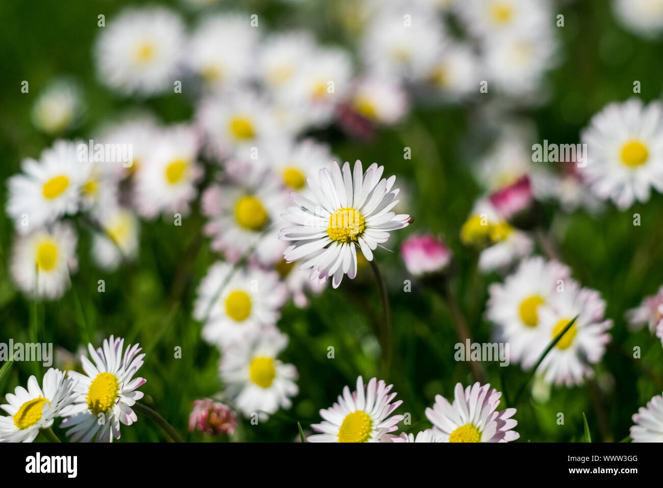 Bloomers hi-res stock photography and images - Alamy