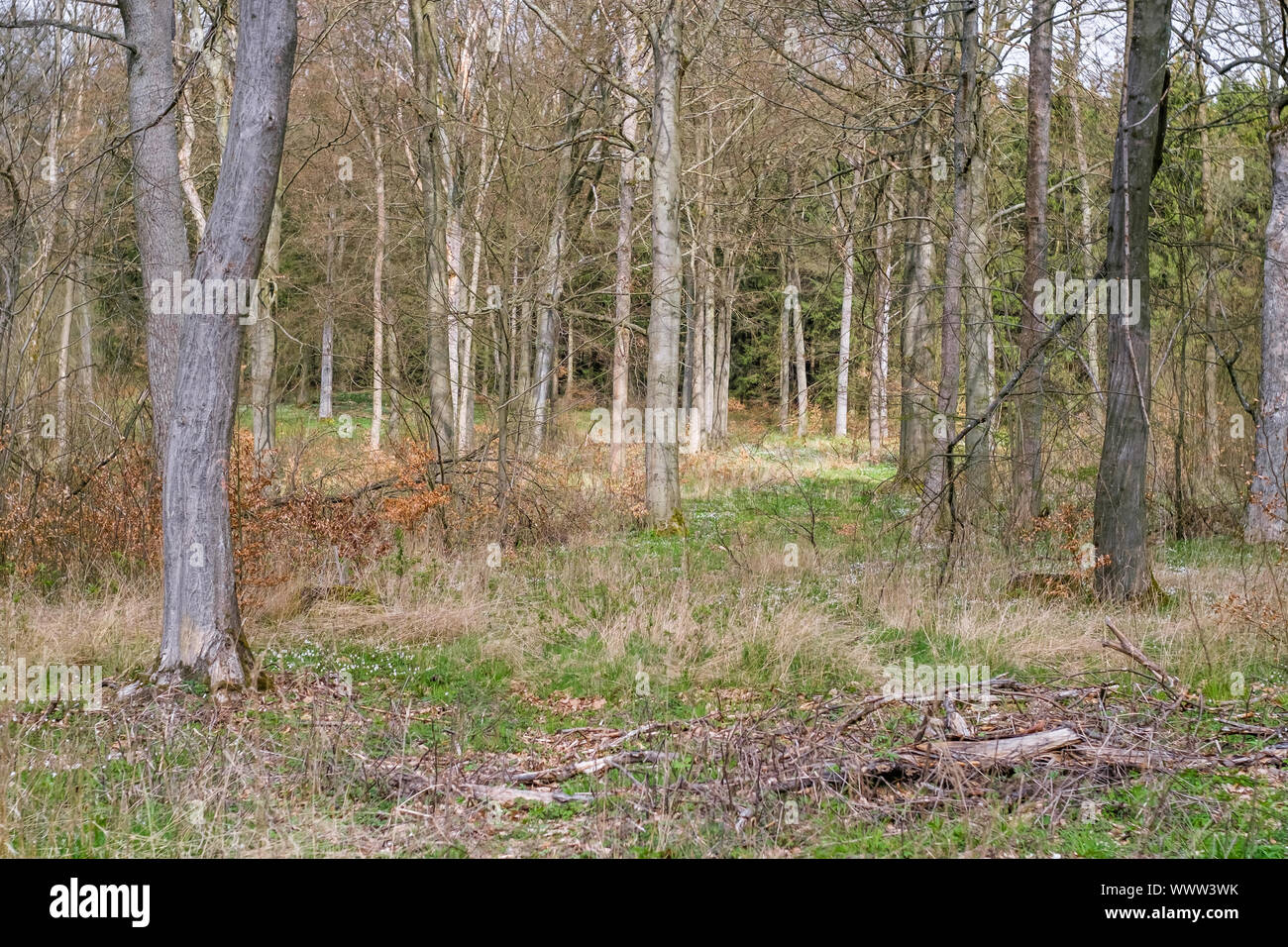 Forest in Saxony Anhalt Harz Stock Photo - Alamy