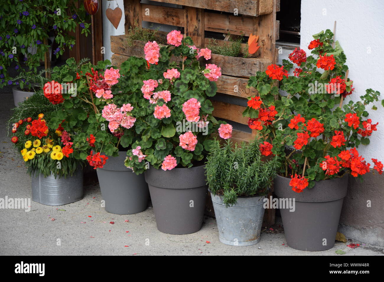 Flower tub hi-res stock photography and images - Alamy