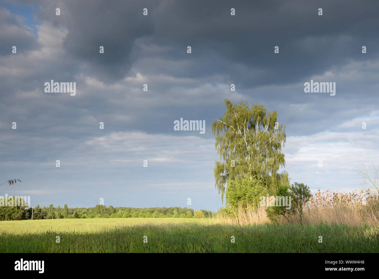 Tree with clouds Stock Photo - Alamy