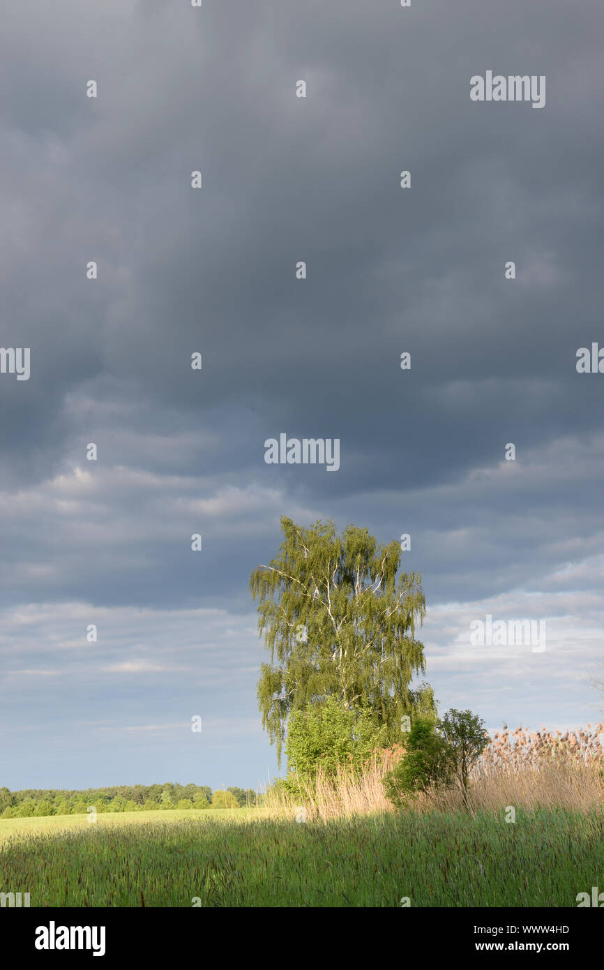 Tree with clouds Stock Photo - Alamy