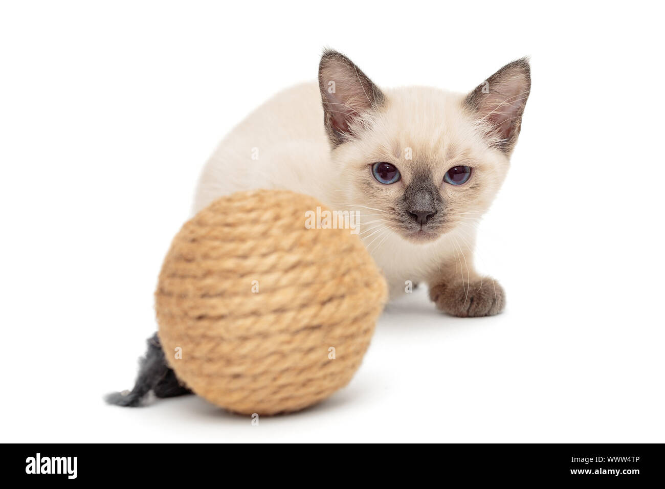 Little Siamese kitten playing with toy, isolated on white background ...