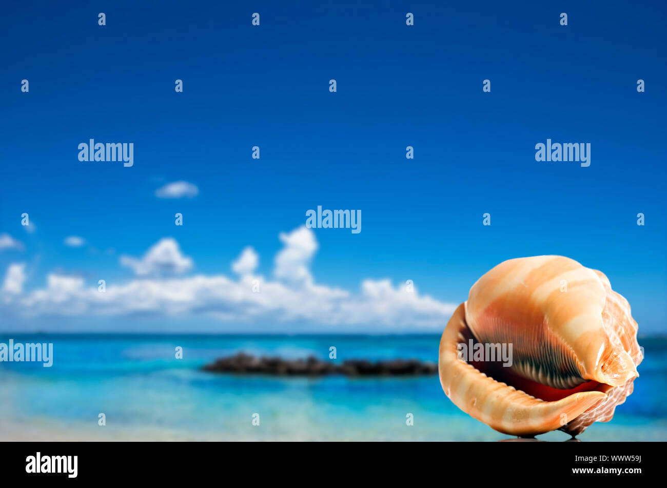 a Beautiful perfectly shaped sea shell on the beach Stock Photo - Alamy