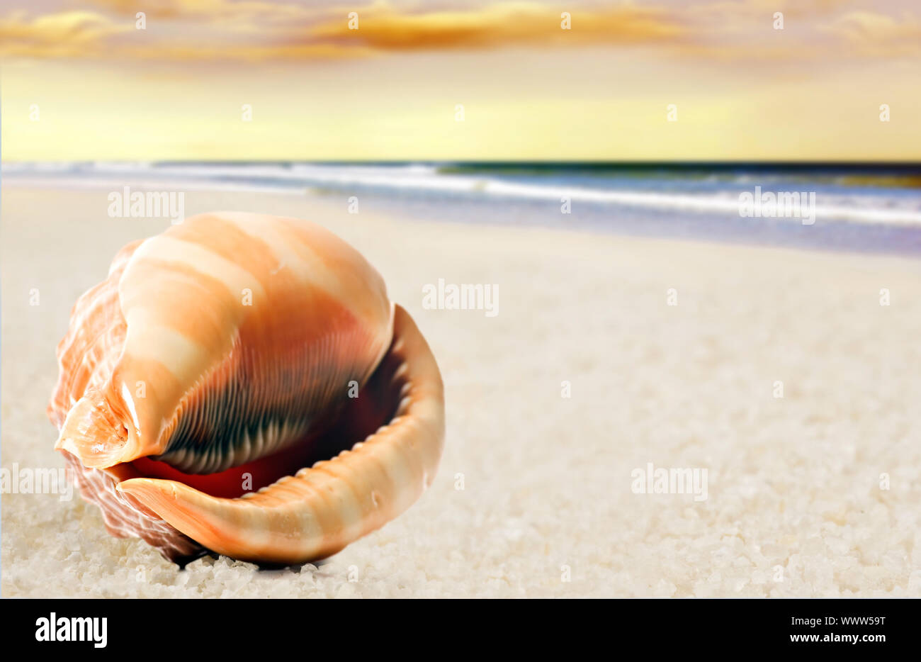a Beautiful perfectly shaped sea shell on the beach Stock Photo - Alamy