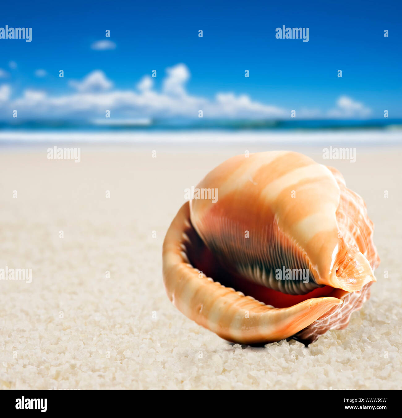 Beautiful perfectly sea shell on hi-res stock photography and images ...