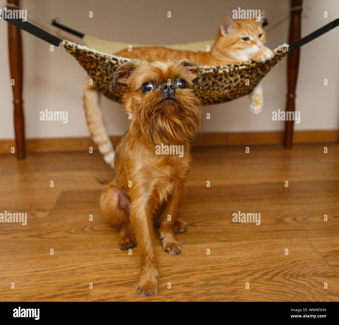 Dog breed Brussels Griffon and a cat in a hammock Stock Photo - Alamy