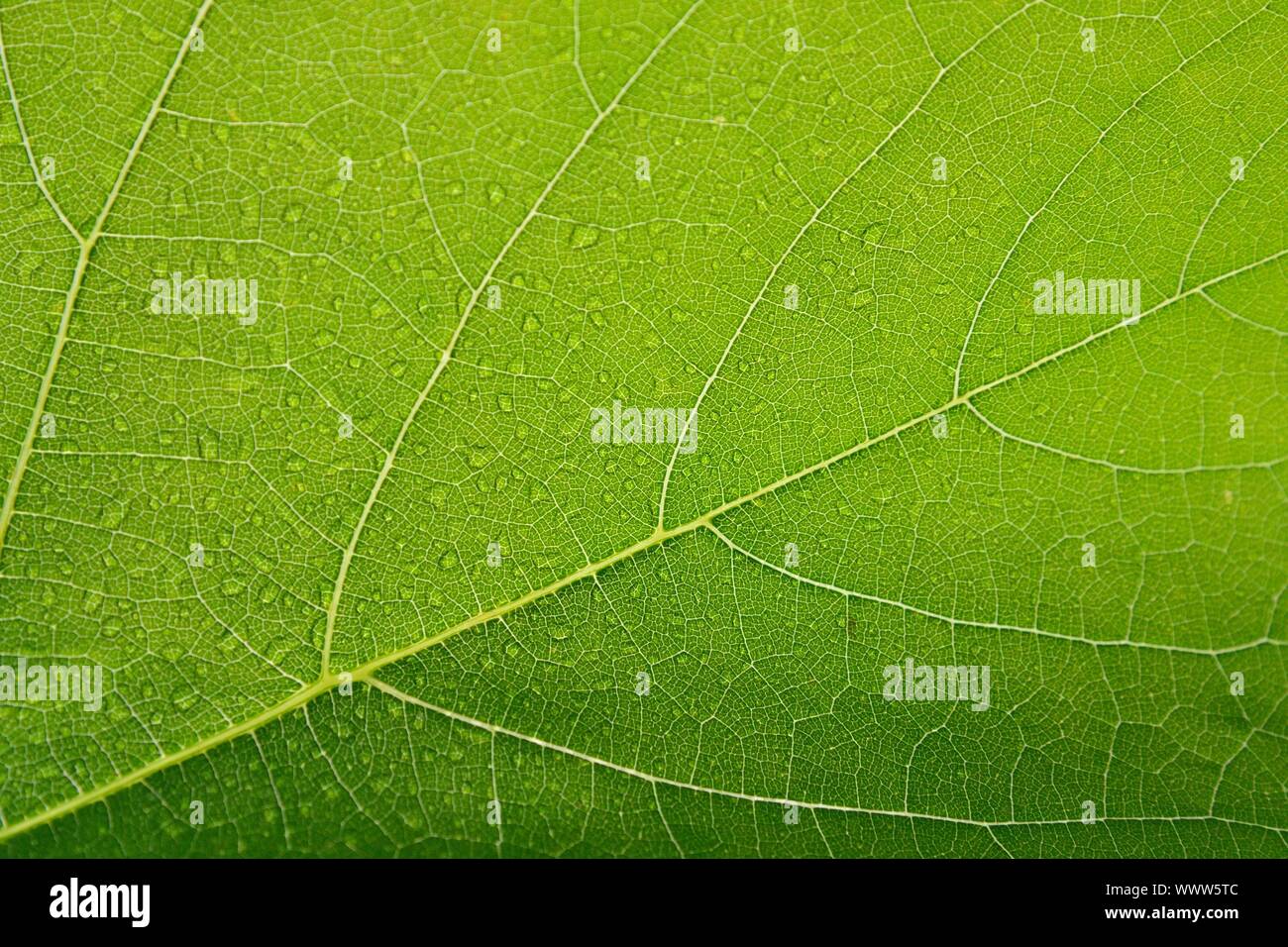 Best nature wallpaper hi-res stock photography and images - Alamy