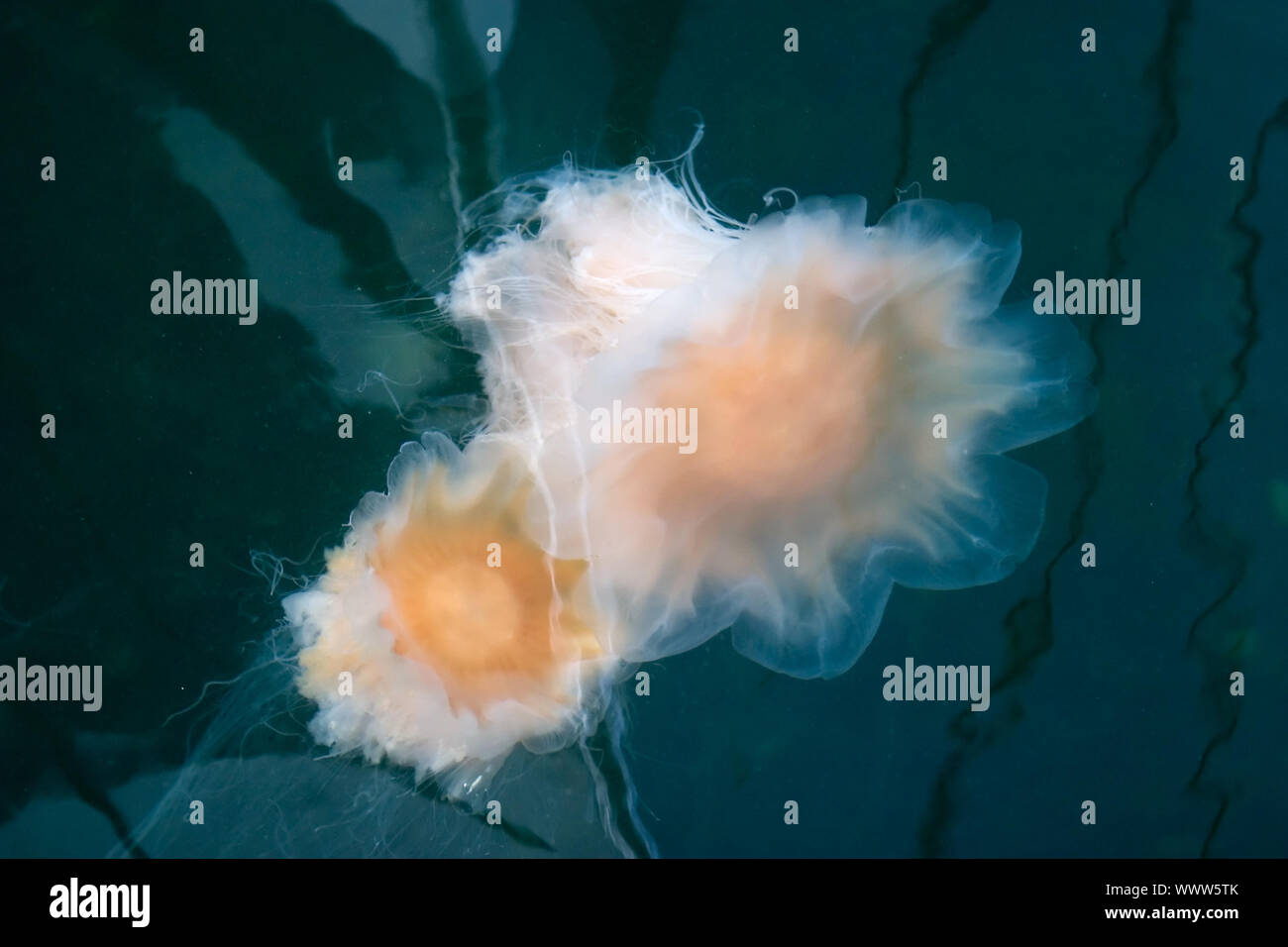 Jelly fish burn hi-res stock photography and images - Alamy