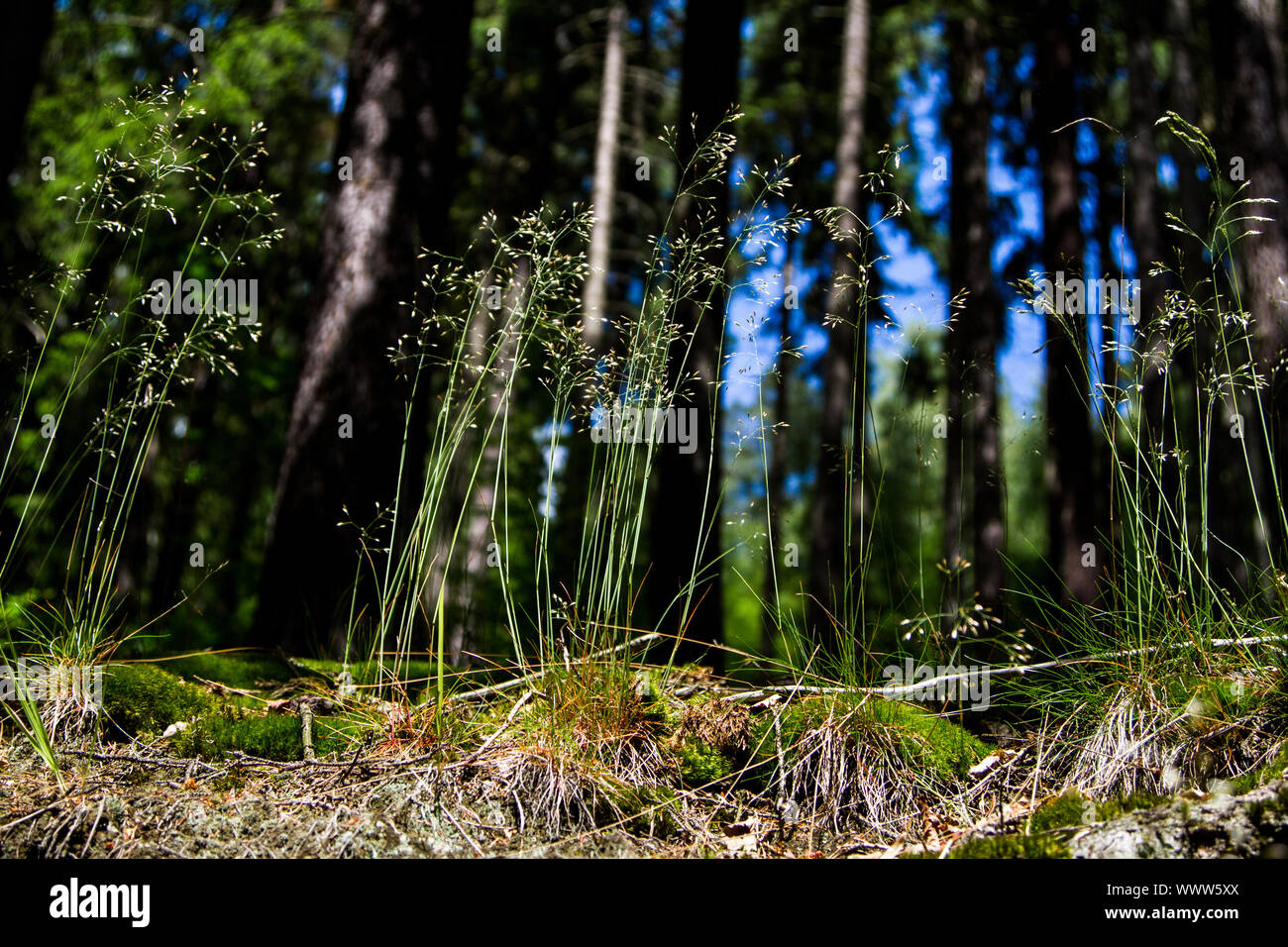 Frog perspective hi-res stock photography and images - Alamy