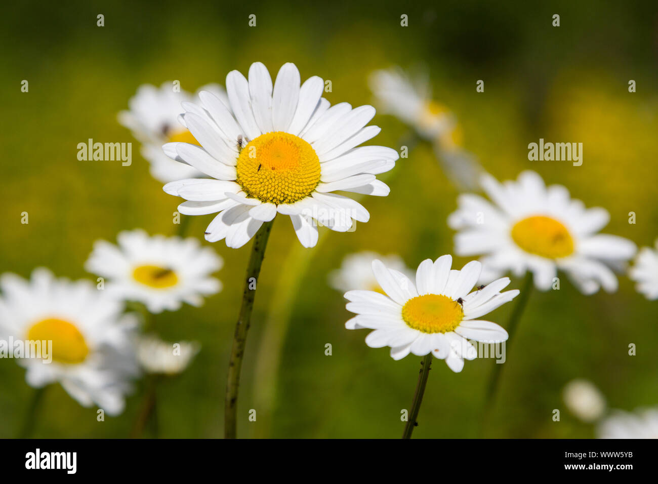 Meageries margerite hi-res stock photography and images - Alamy