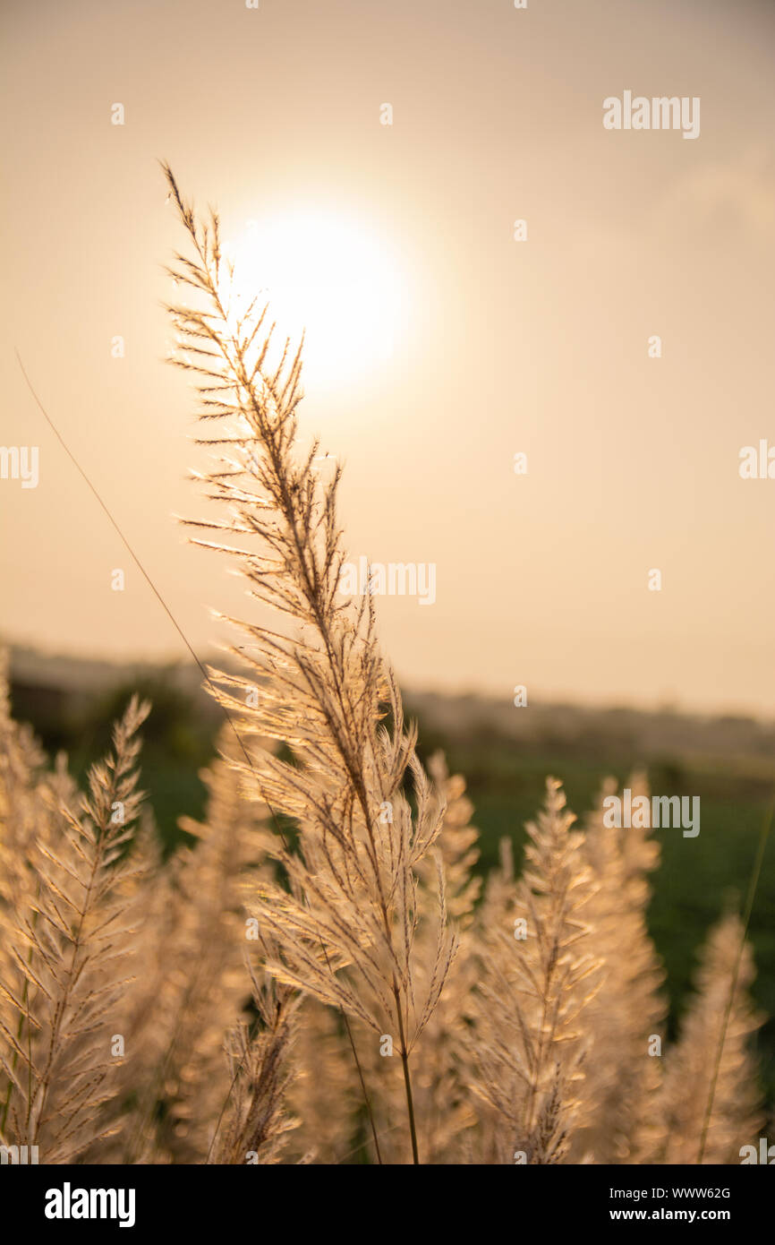 A plant against sunlight beautiful sunshine on plants wallpaper Stock ...