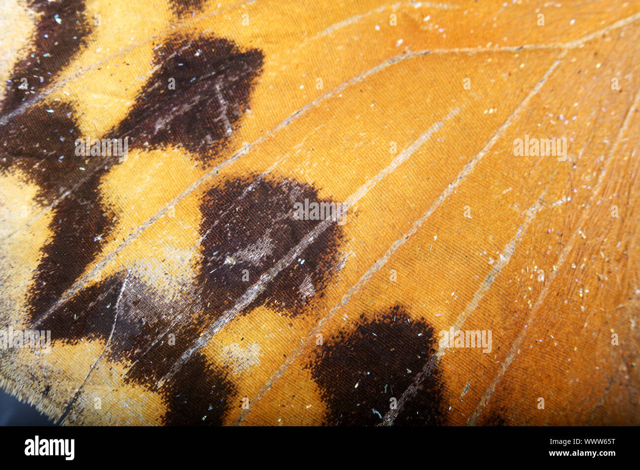 beautiful macro butterfly fly insect Stock Photo - Alamy