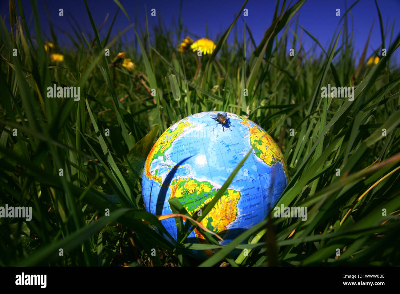 globe of planet earth in green grass Stock Photo - Alamy