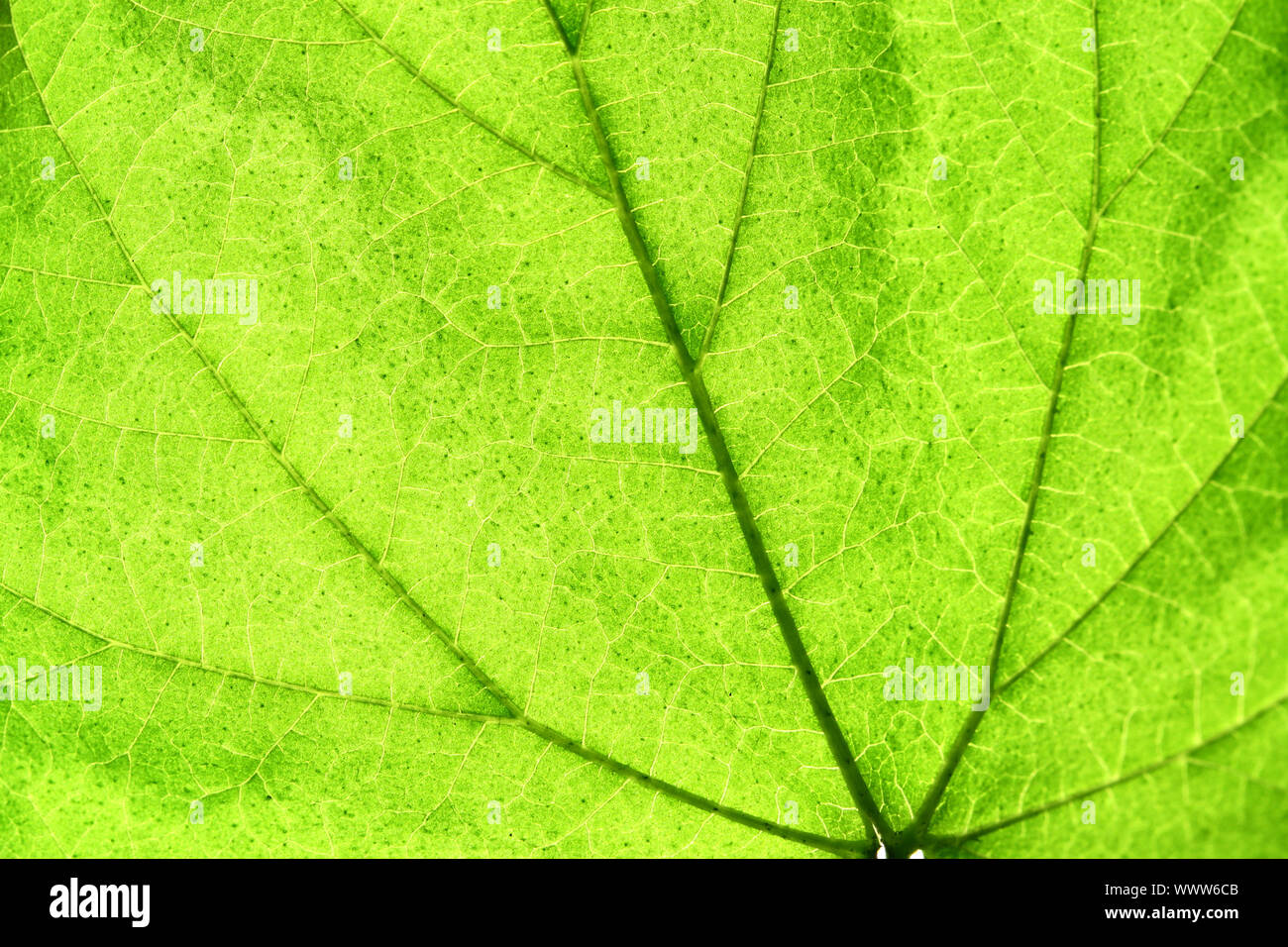 green leaf close up nature background Stock Photo - Alamy