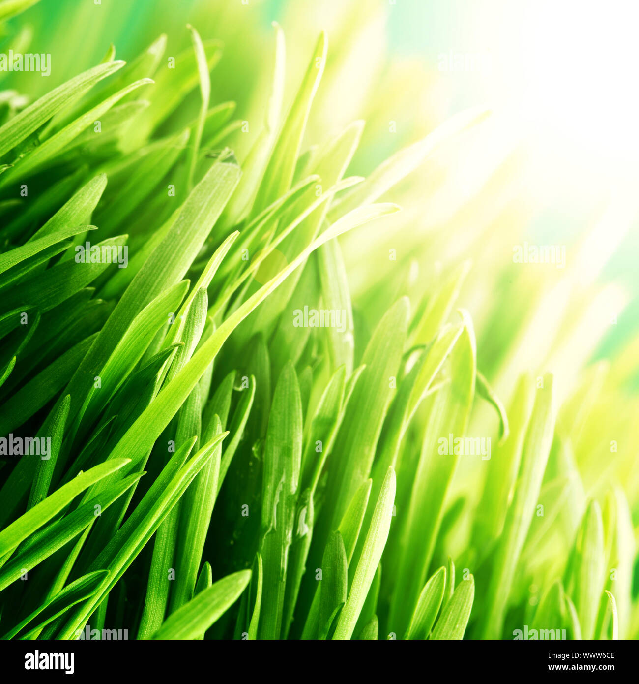 water drop shine in sun light Stock Photo - Alamy