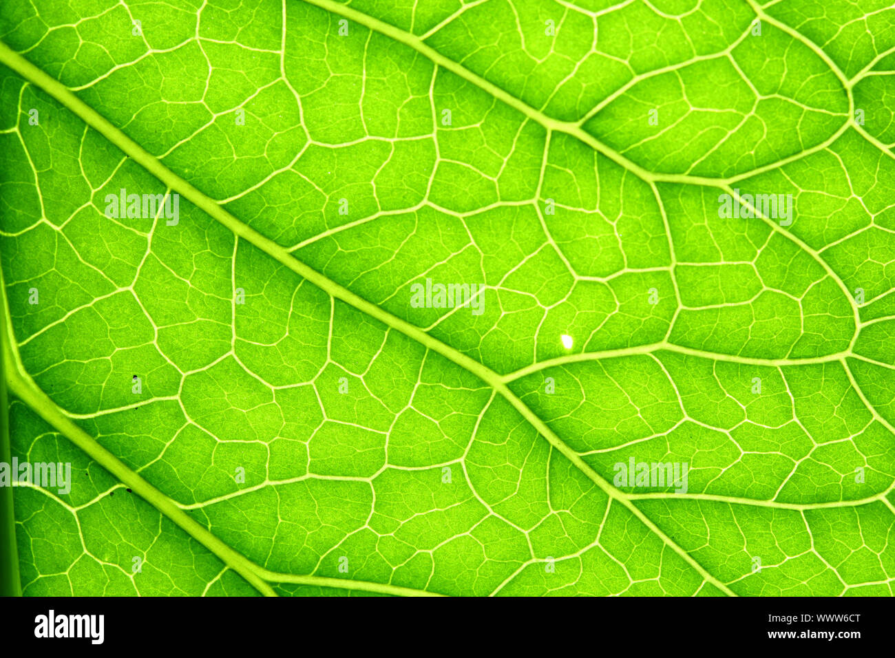 green leaf texture Stock Photo - Alamy