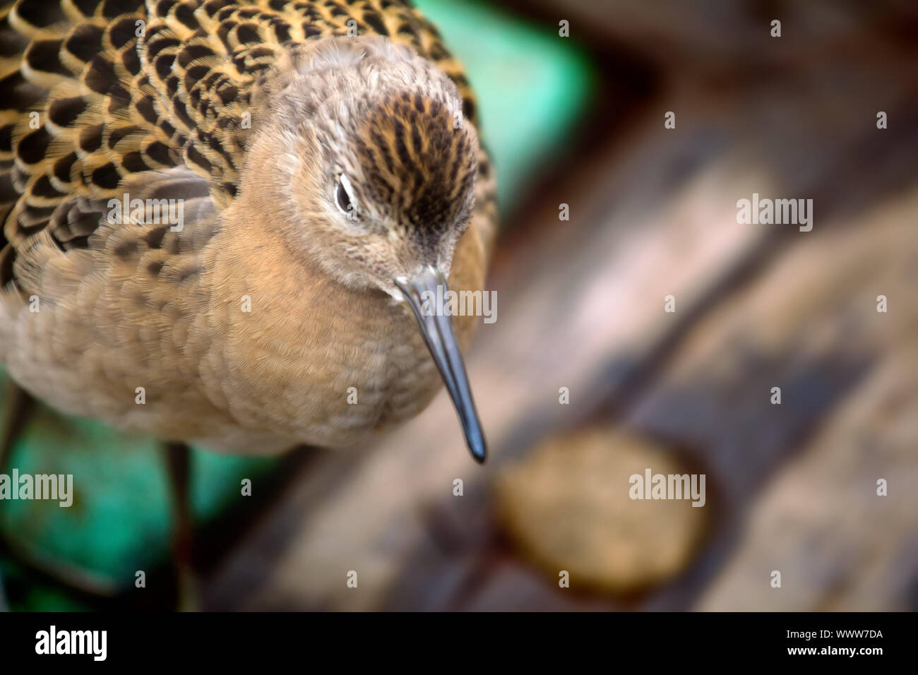 Weakened bird hi-res stock photography and images - Alamy