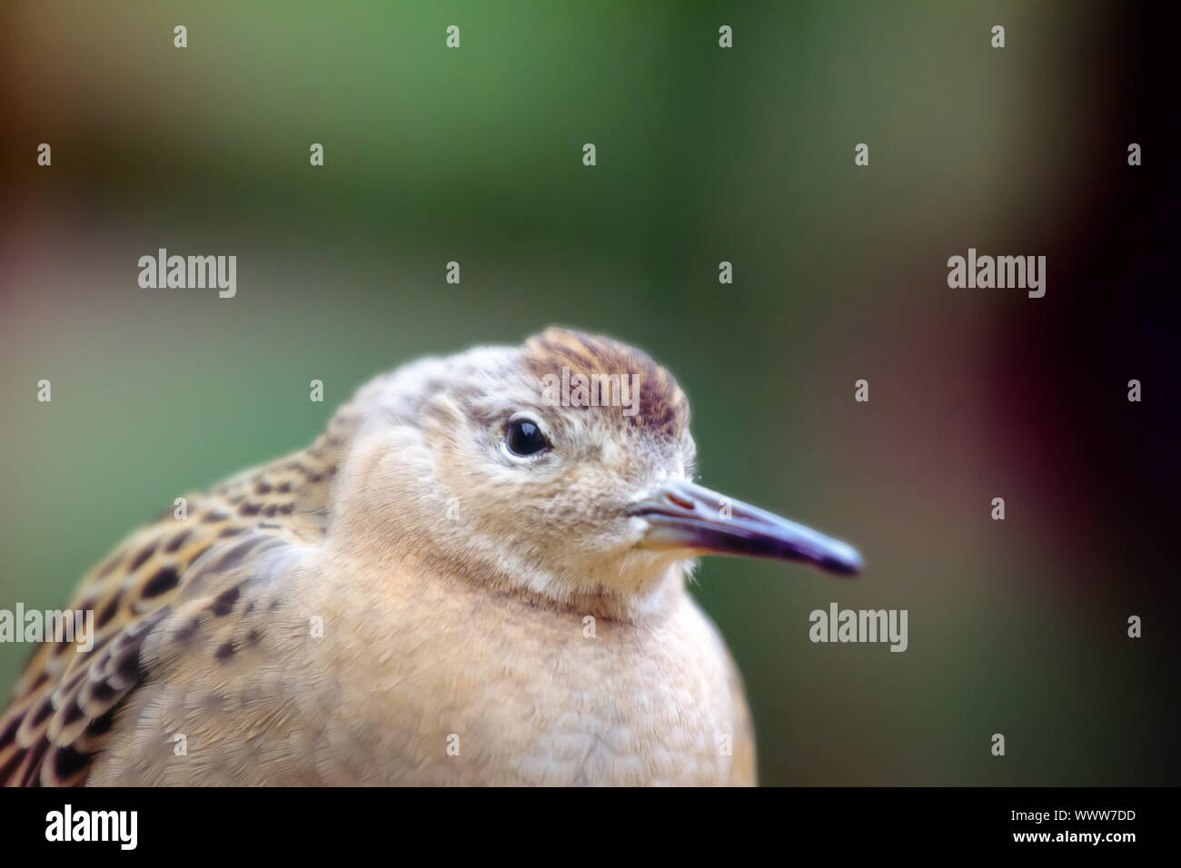 Weakened bird hi-res stock photography and images - Alamy