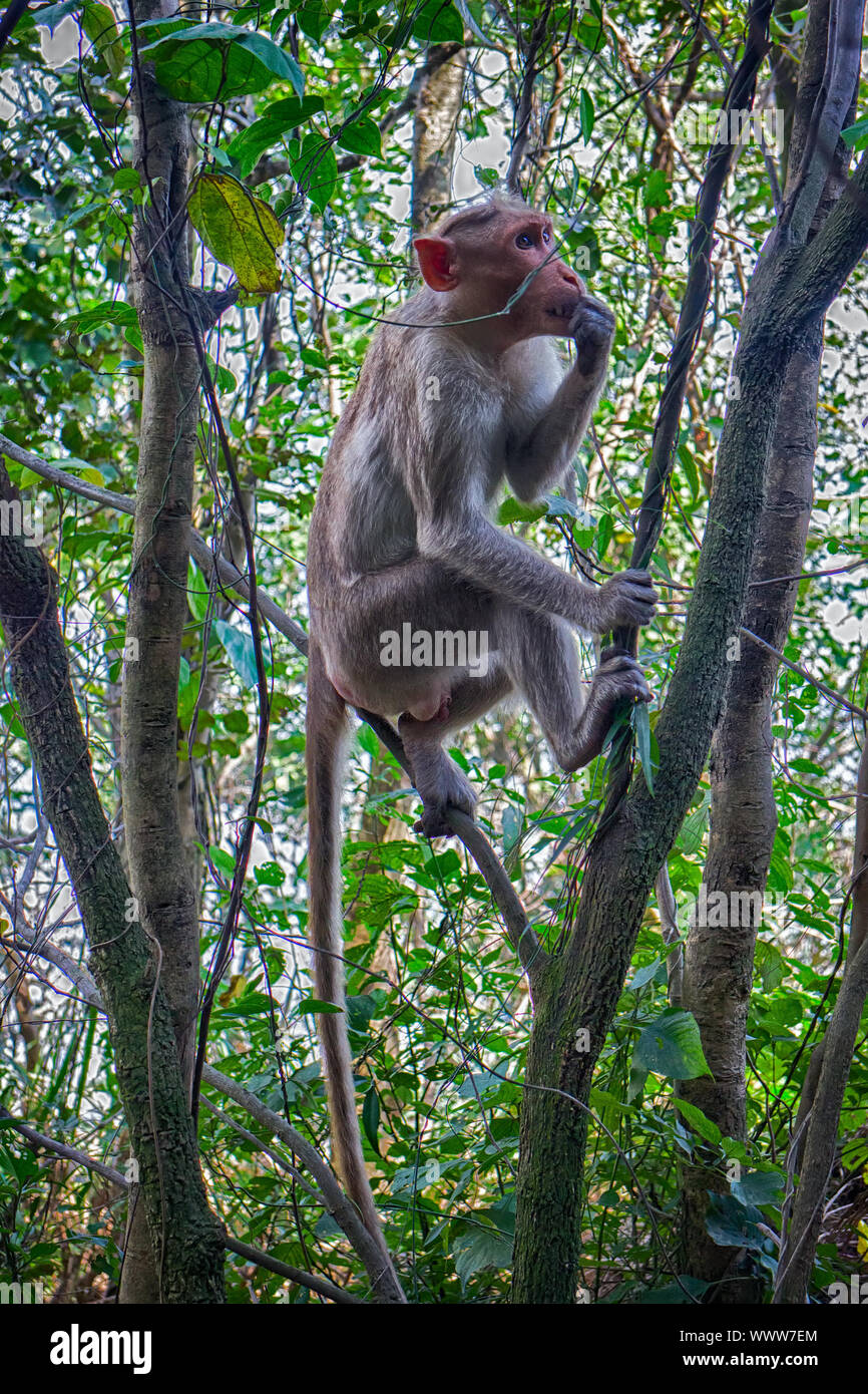 Indian macaques in dry season Stock Photo - Alamy