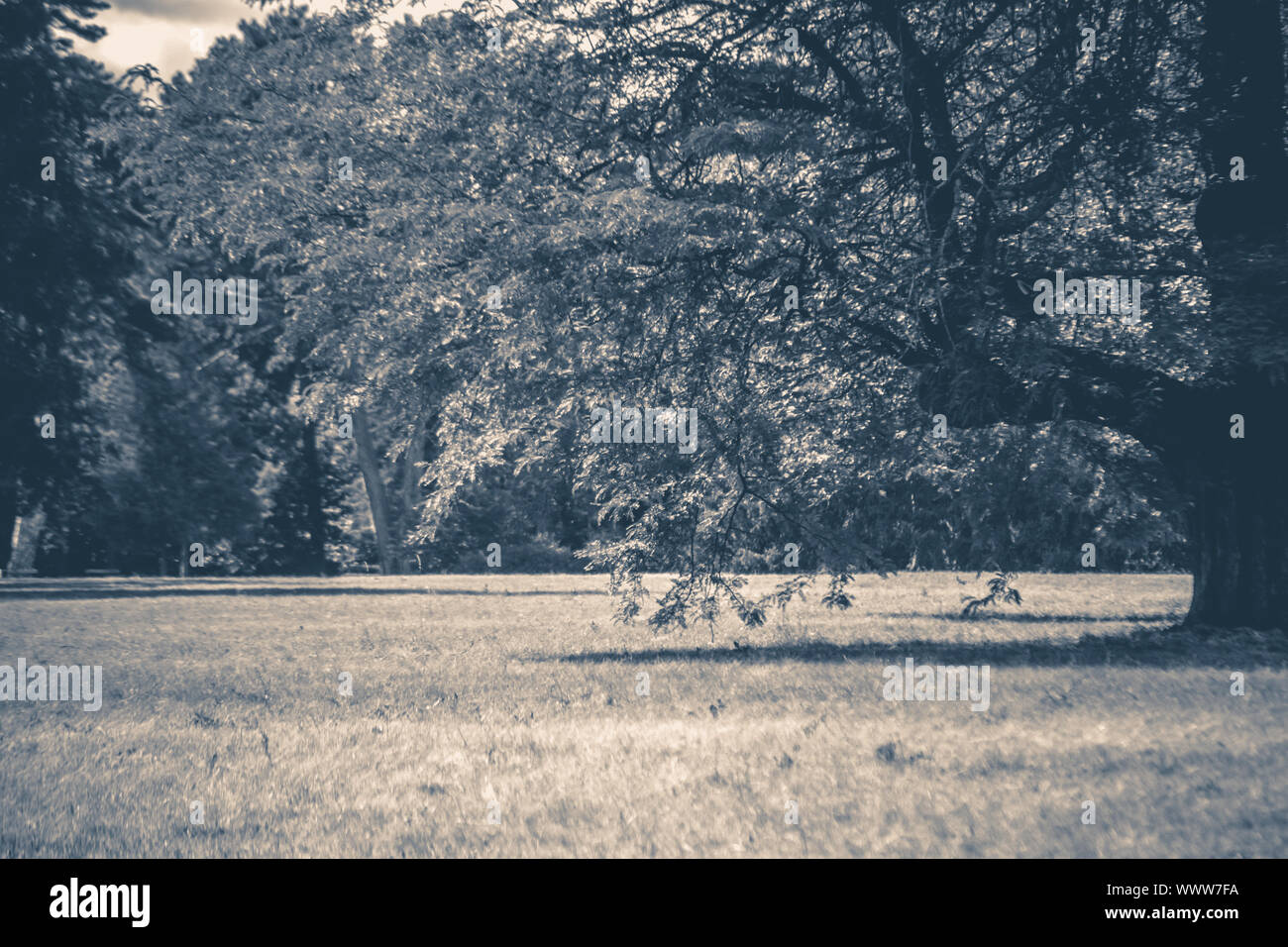 Old vintage photo. Field trees sky clouds summer nature.copy spase ...
