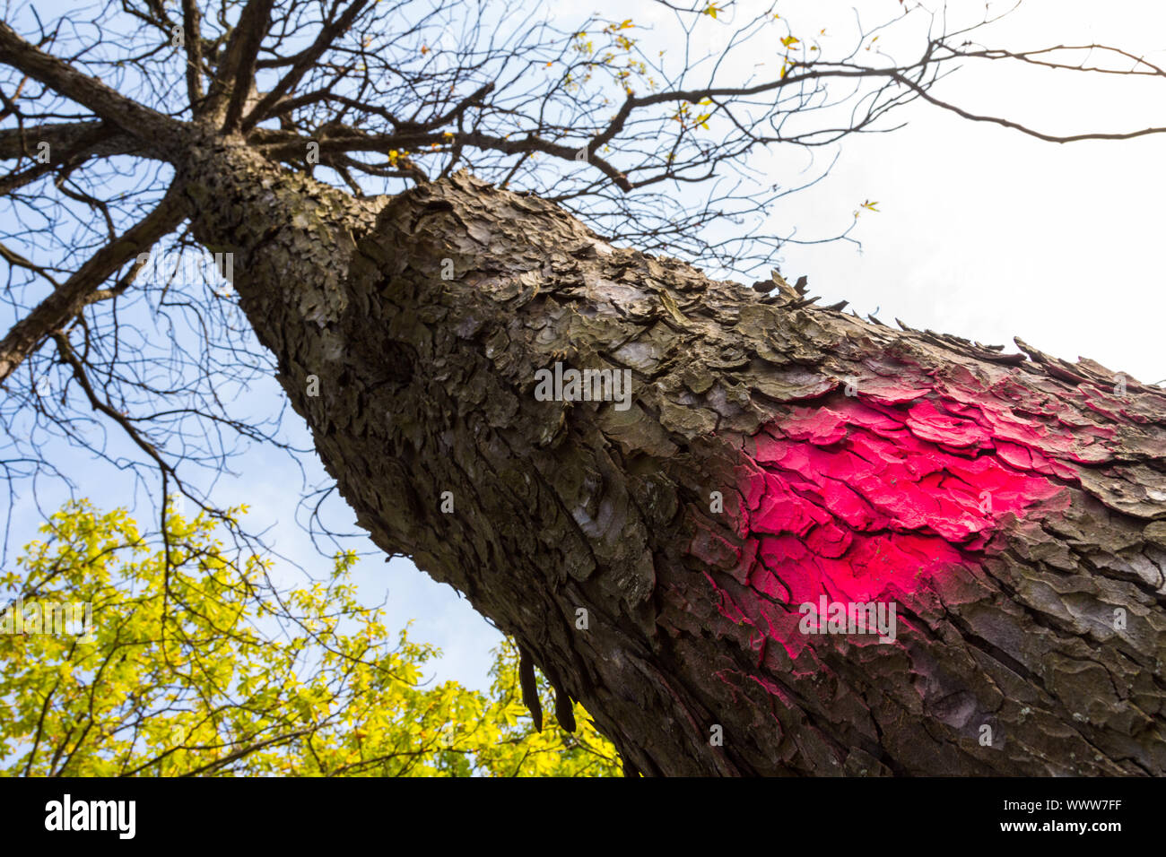 Horse-chestnut (Aesculus Hippocastanum) tree marked with pink for ...
