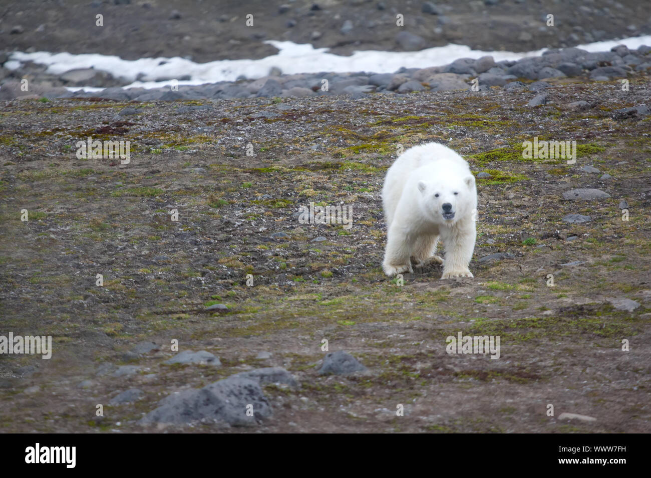 Family of polar bears on Northbrook island (Franz Josef Land Stock ...
