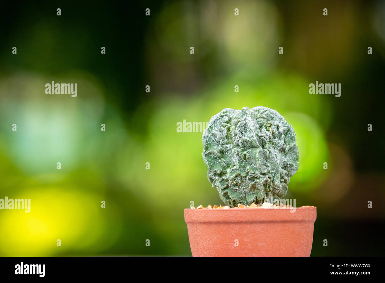 Radiation flower hi-res stock photography and images - Alamy
