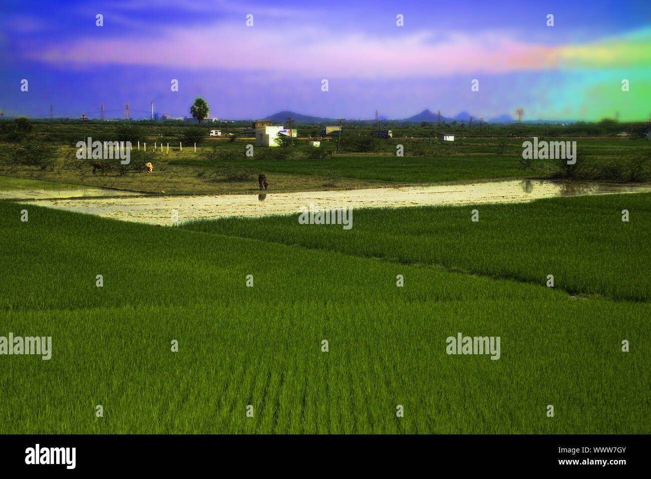 field of agriculture in India Stock Photo - Alamy