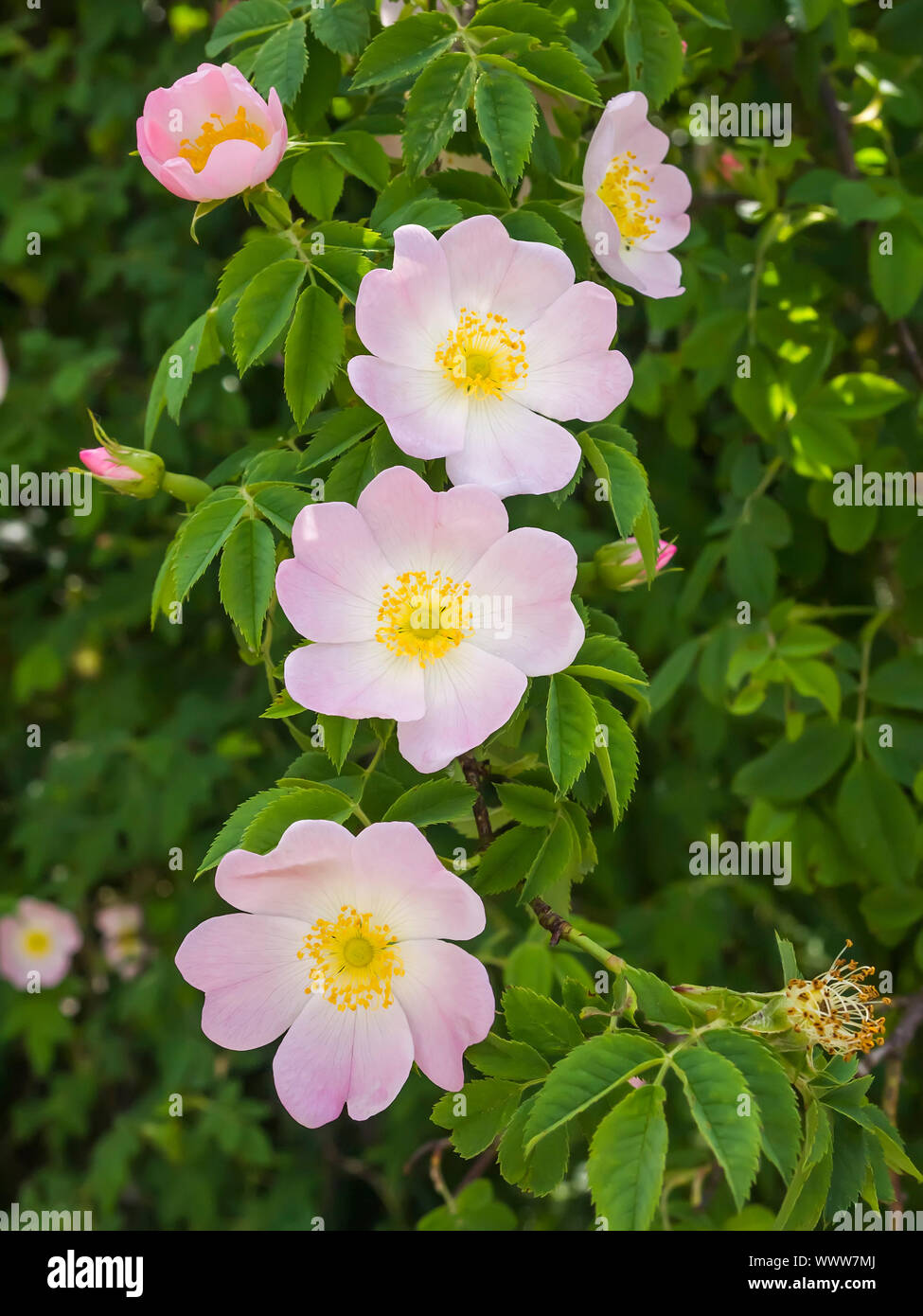 Prairie roses hi-res stock photography and images - Alamy