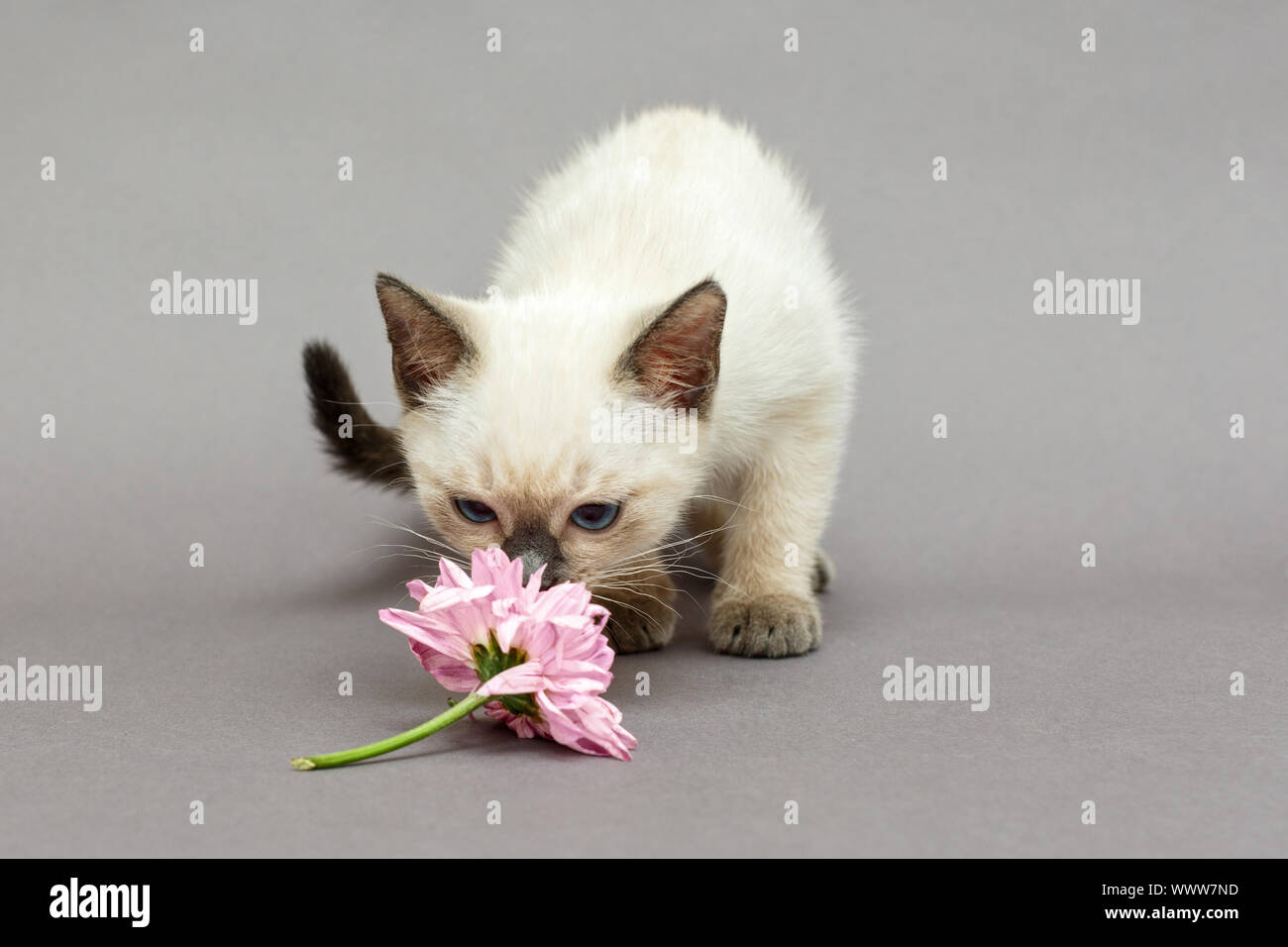 Cat sniffing flower hi-res stock photography and images - Alamy
