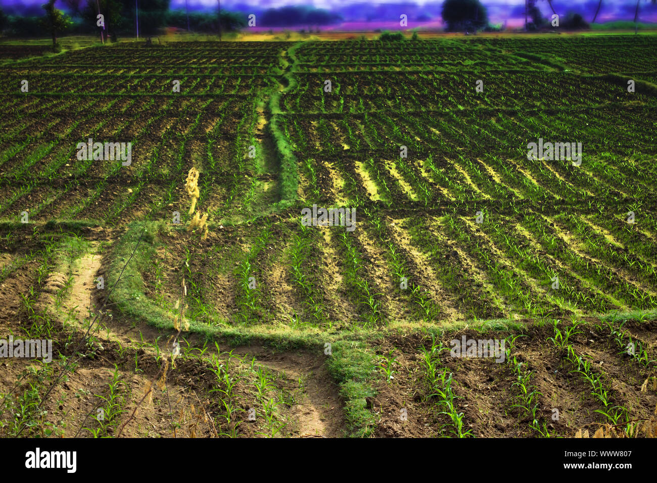 rice fields in Asia Stock Photo - Alamy