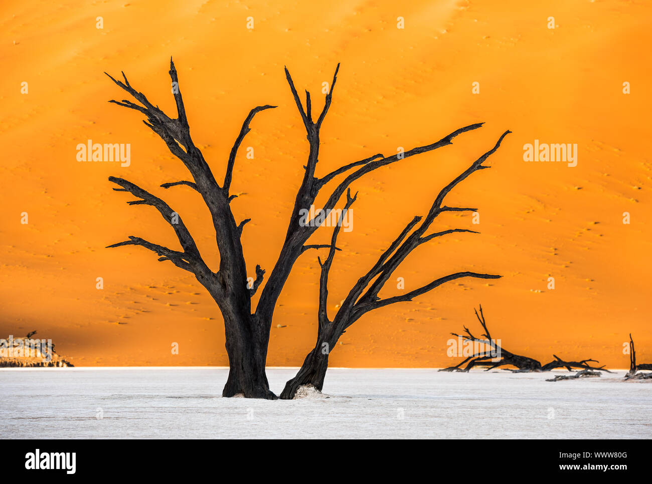 Dead Camelthorn Trees and red dunes in Deadvlei, Sossusvlei, Namib ...