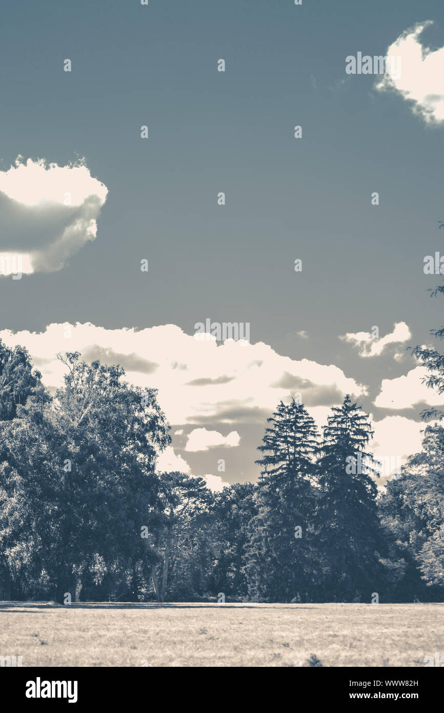 Old vintage photo. Field trees sky clouds summer nature.copy spase ...