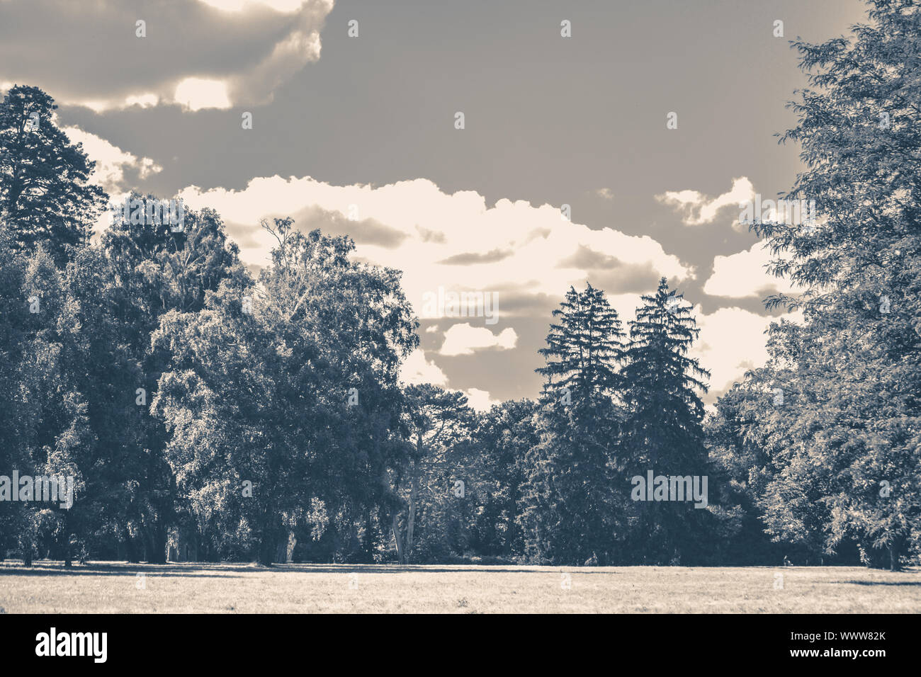 Old vintage photo. Field trees sky clouds summer nature.copy spase ...