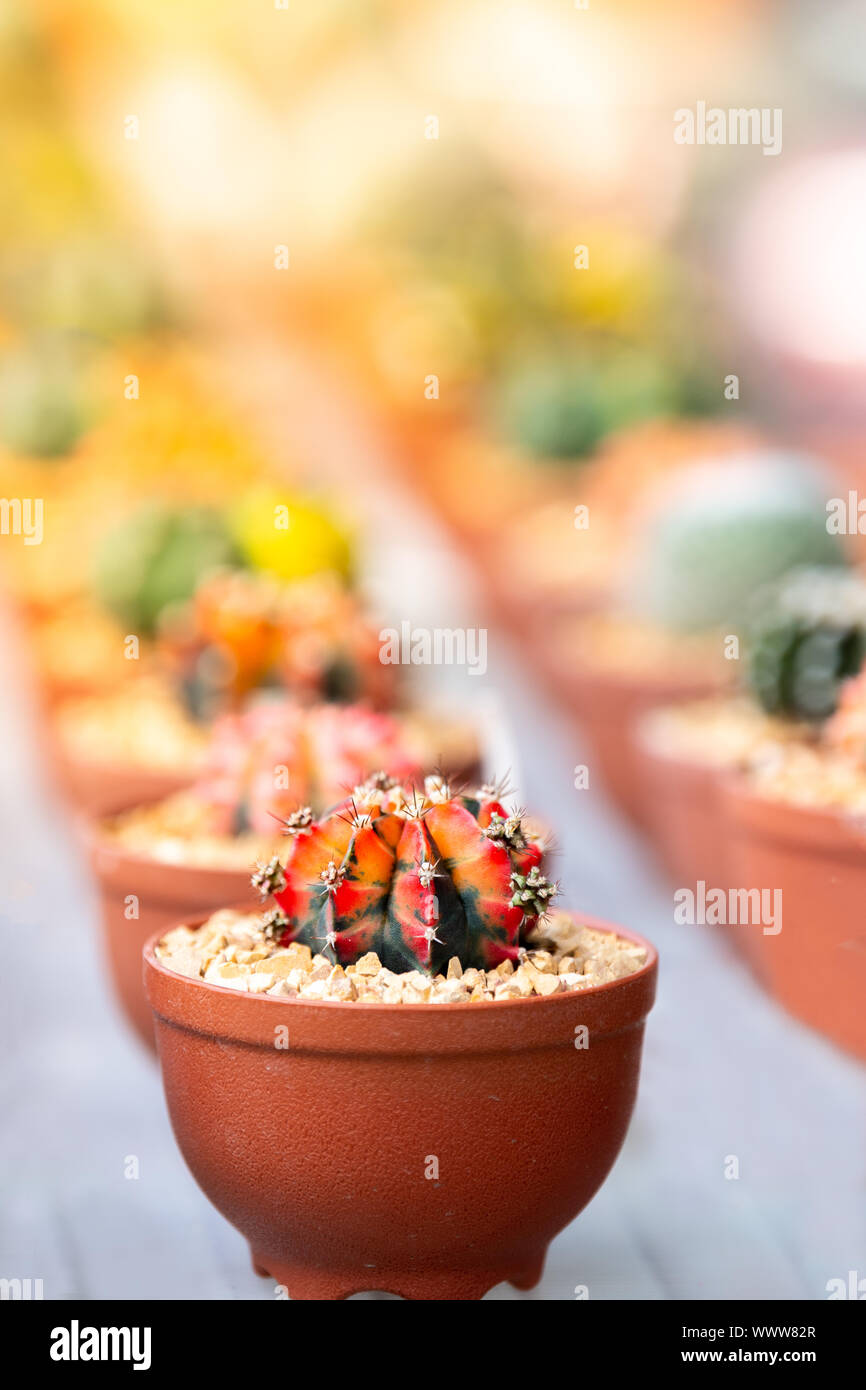 Radiation flower hi-res stock photography and images - Alamy