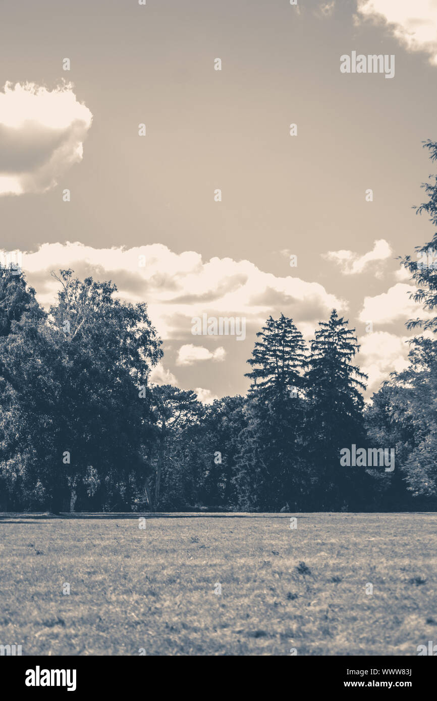 Old vintage photo. Field trees sky clouds summer nature.copy spase ...