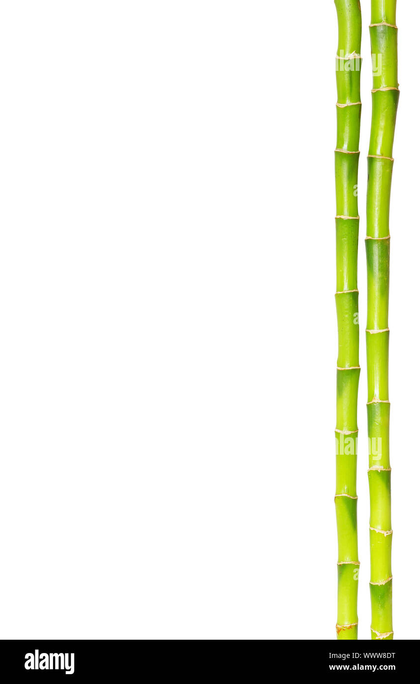 Bamboo isolated on a white background Stock Photo - Alamy