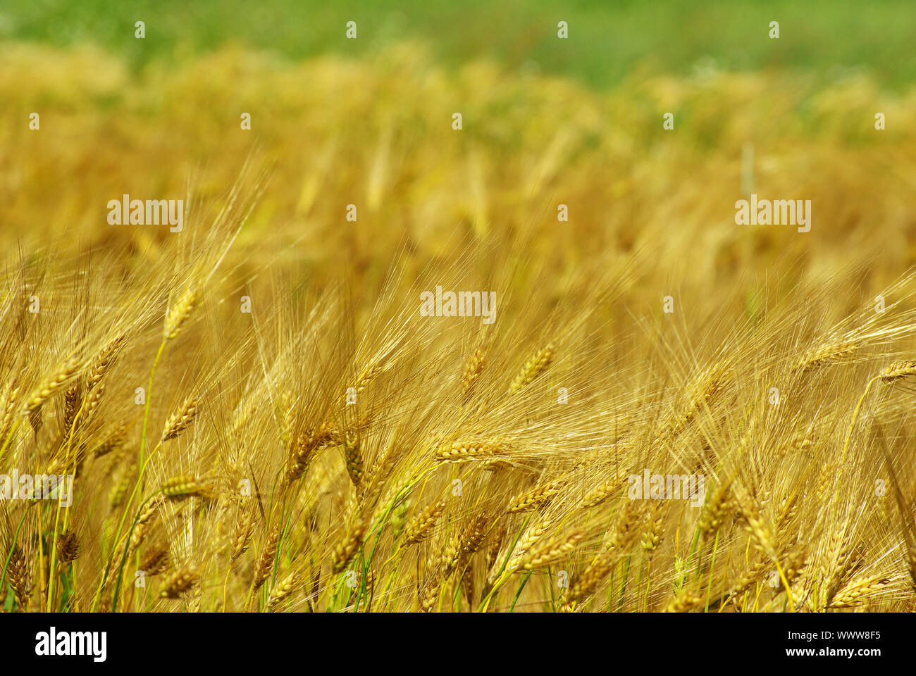 Yellow grain ready for harvest growing in a farm field Stock Photo - Alamy